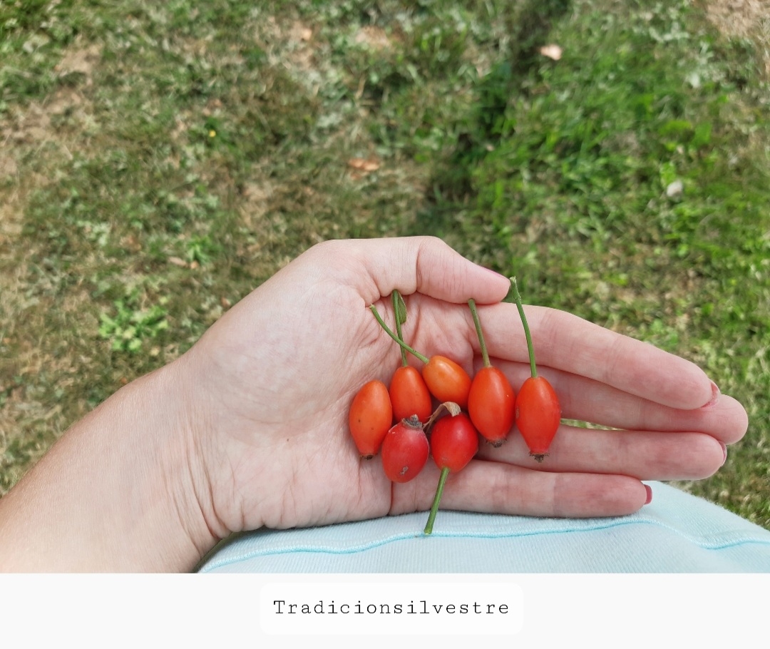 Propiedades medicinales del Rosal silvestre. – Tradicionsilvestre