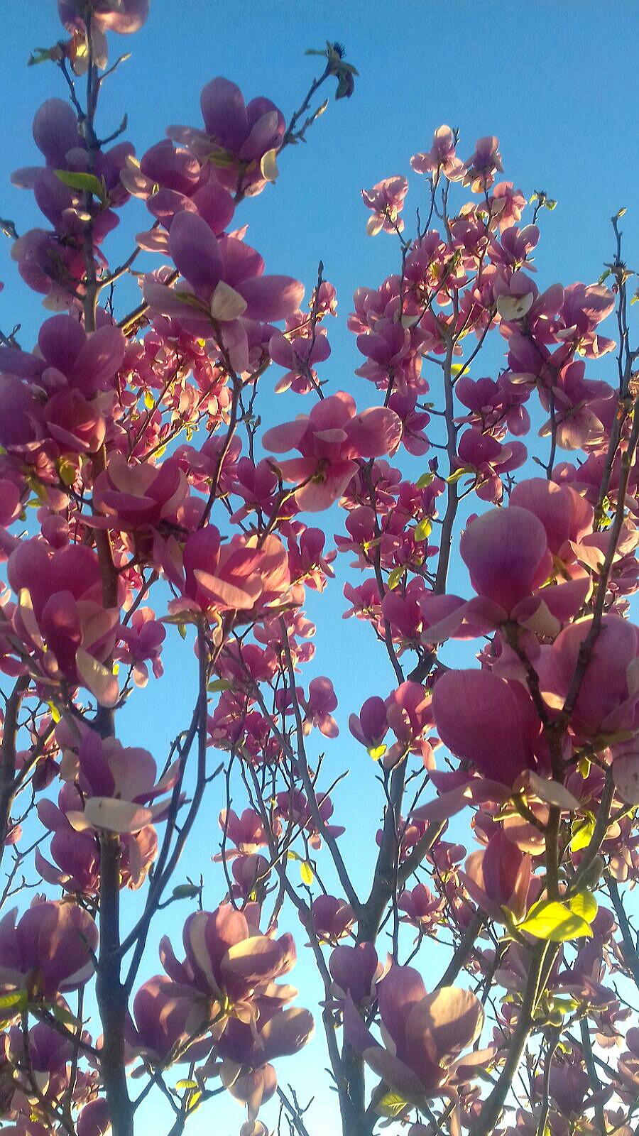 La dama magnolia siempre exquisita – Tradicionsilvestre