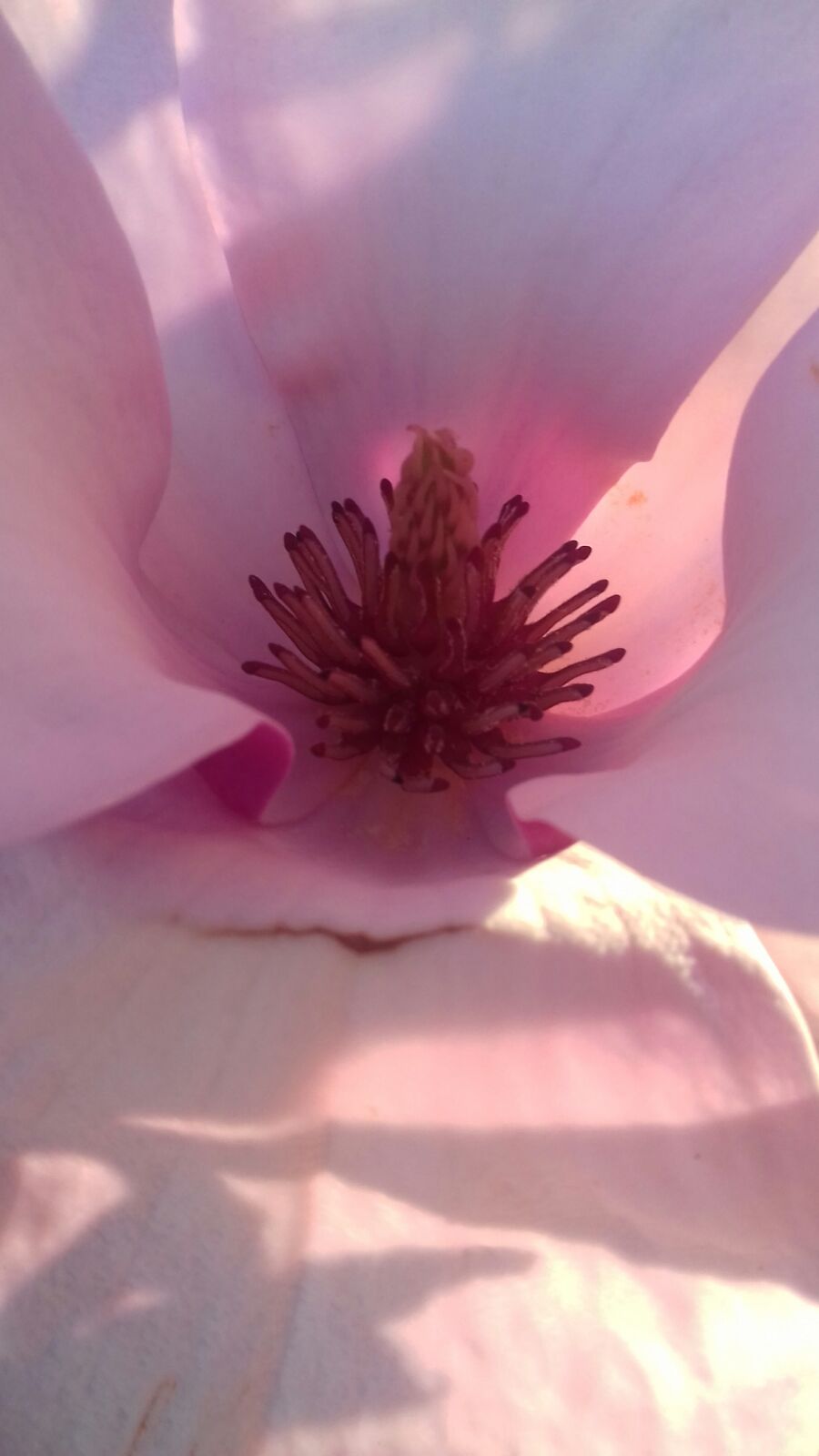 La dama magnolia siempre exquisita – Tradicionsilvestre