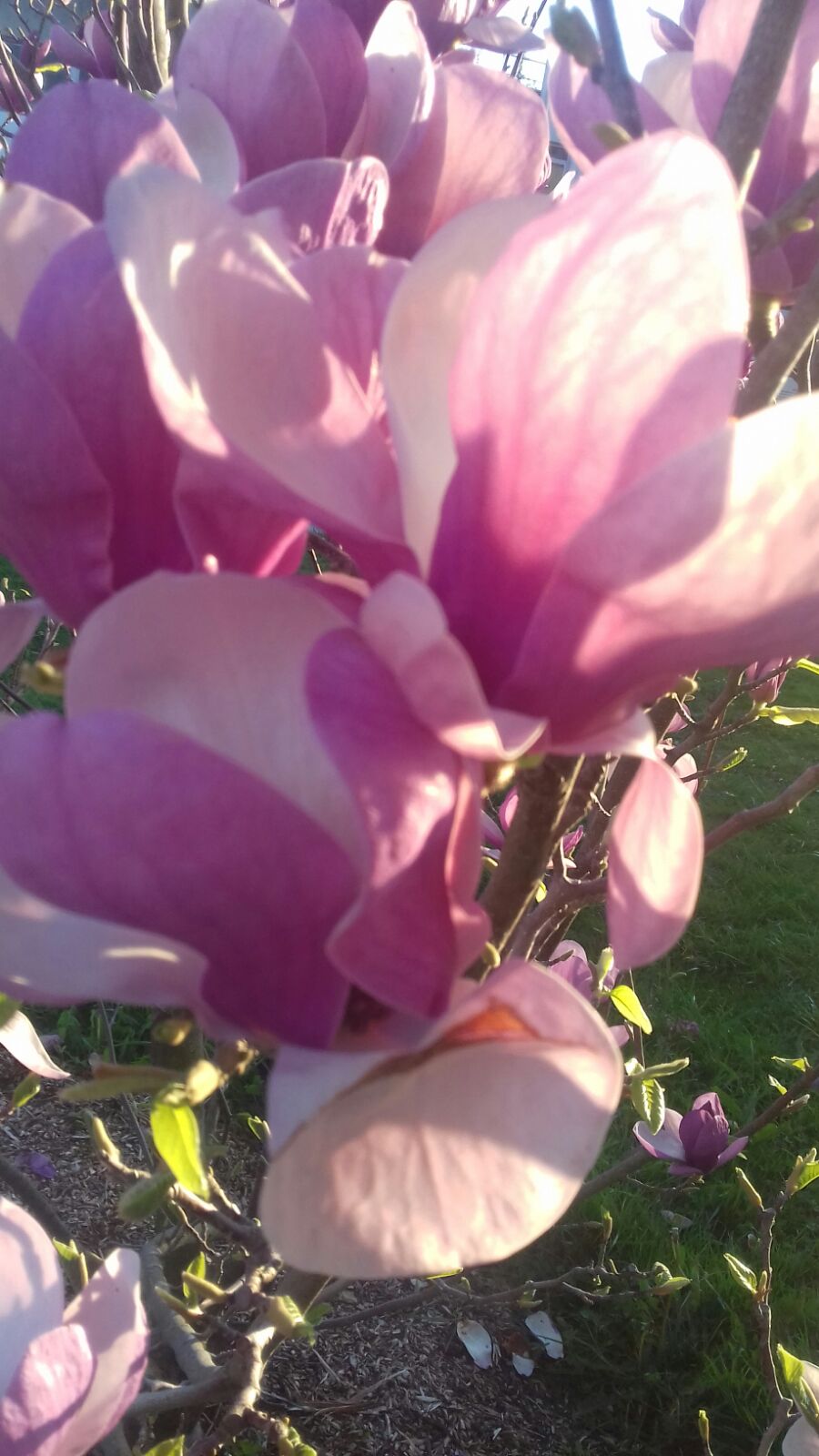 La dama magnolia siempre exquisita – Tradicionsilvestre