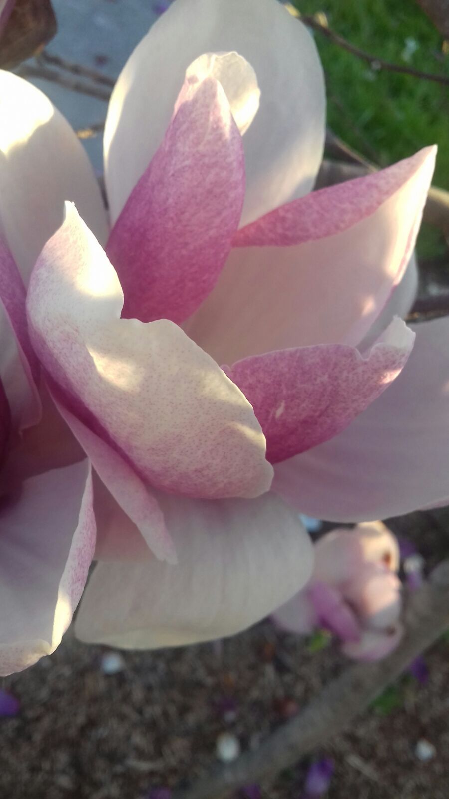 La dama magnolia siempre exquisita – Tradicionsilvestre