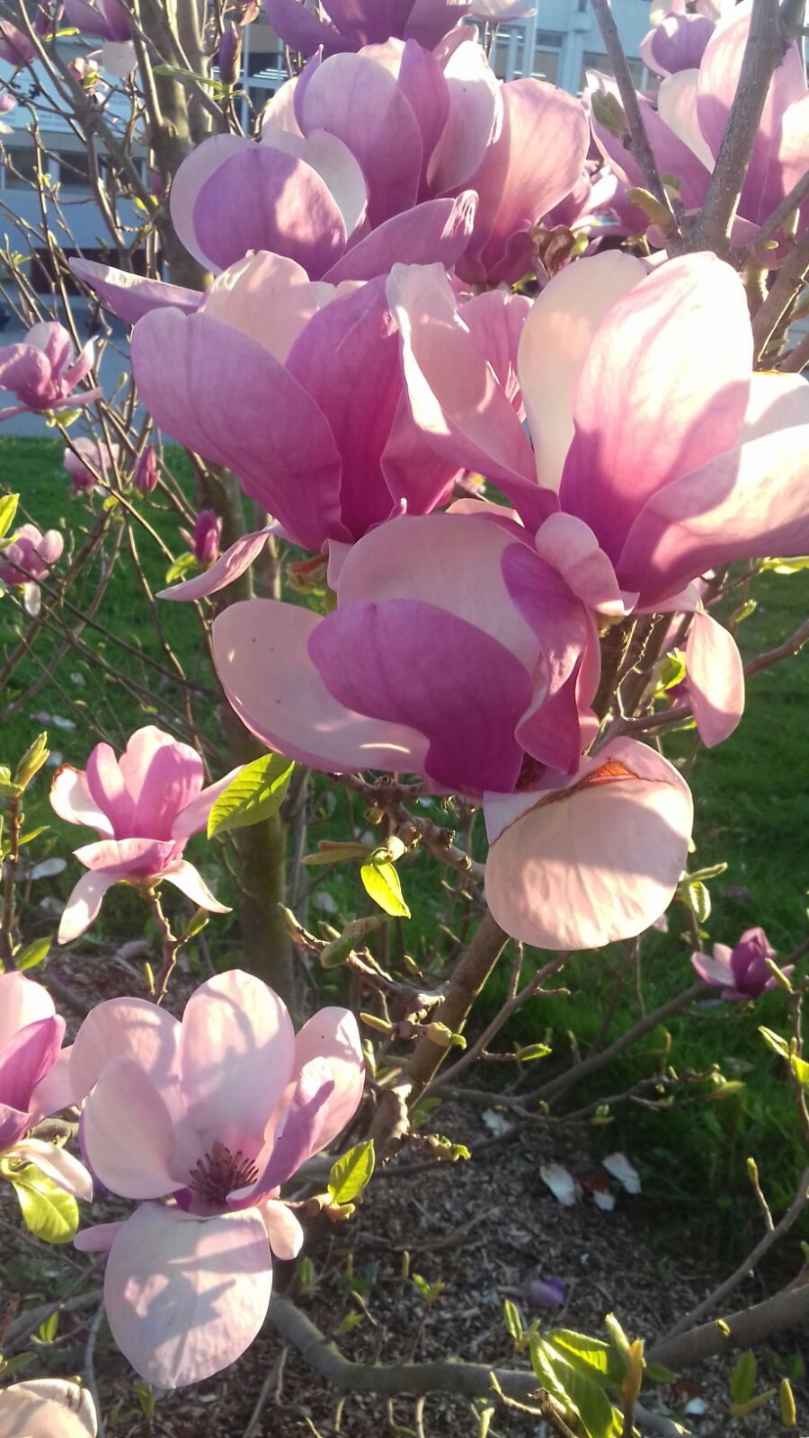 La dama magnolia siempre exquisita – Tradicionsilvestre