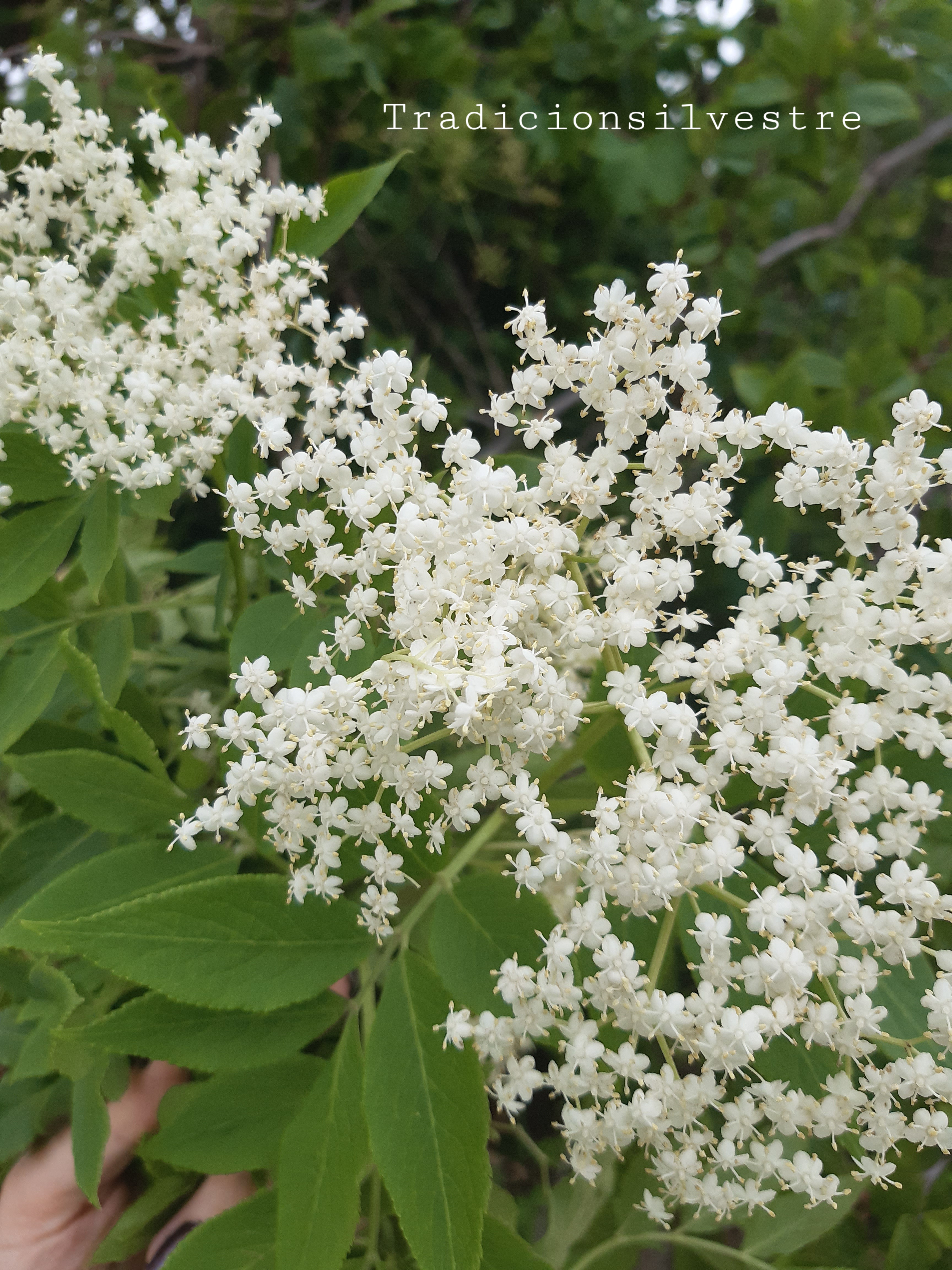 Flor de Saúco – Tradicionsilvestre