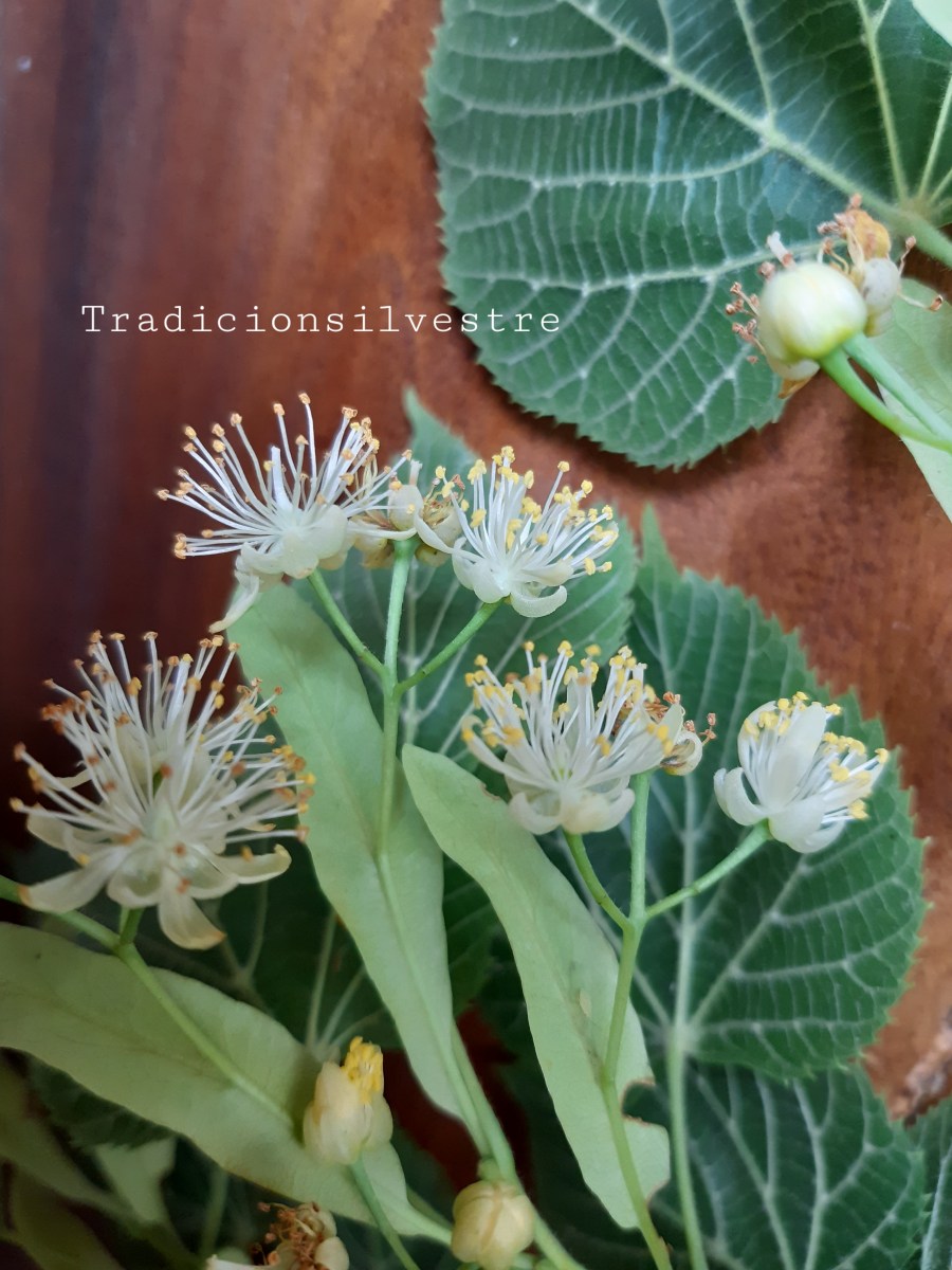 La Tila y sus propiedades. – Tradicionsilvestre