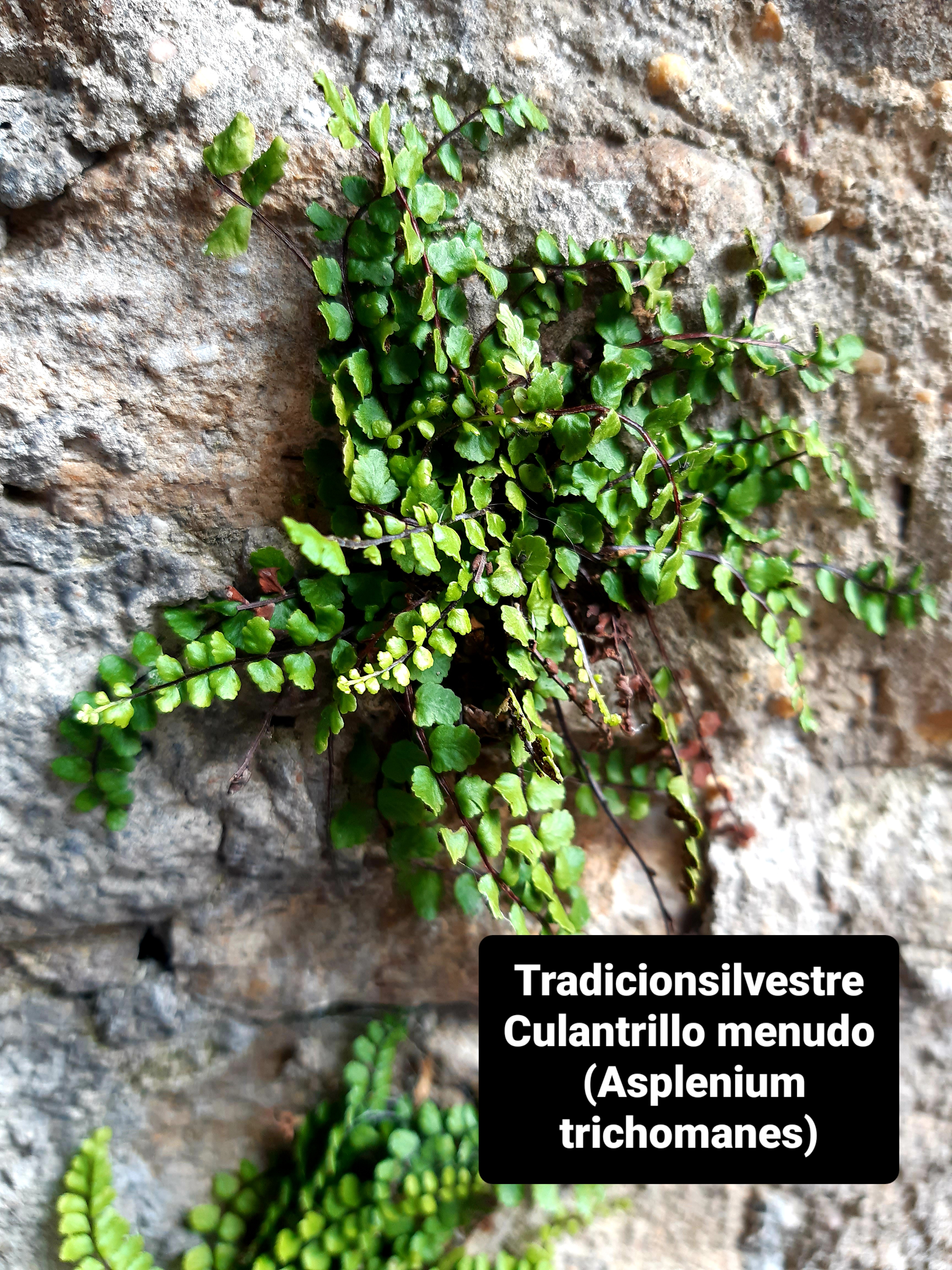 Culantrillo menor (Asplenium trichomanes) – Tradicionsilvestre