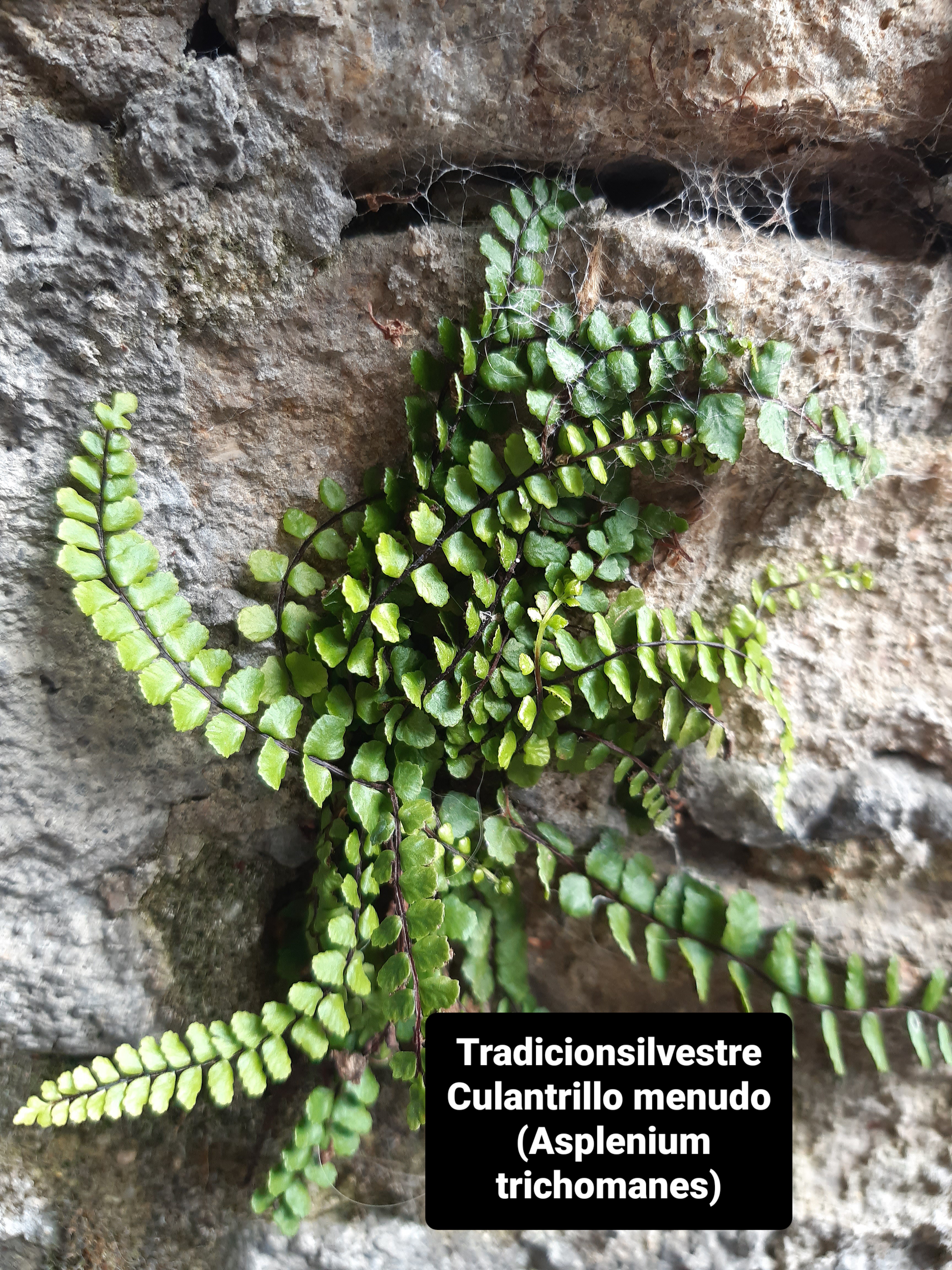 Culantrillo menor (Asplenium trichomanes) – Tradicionsilvestre