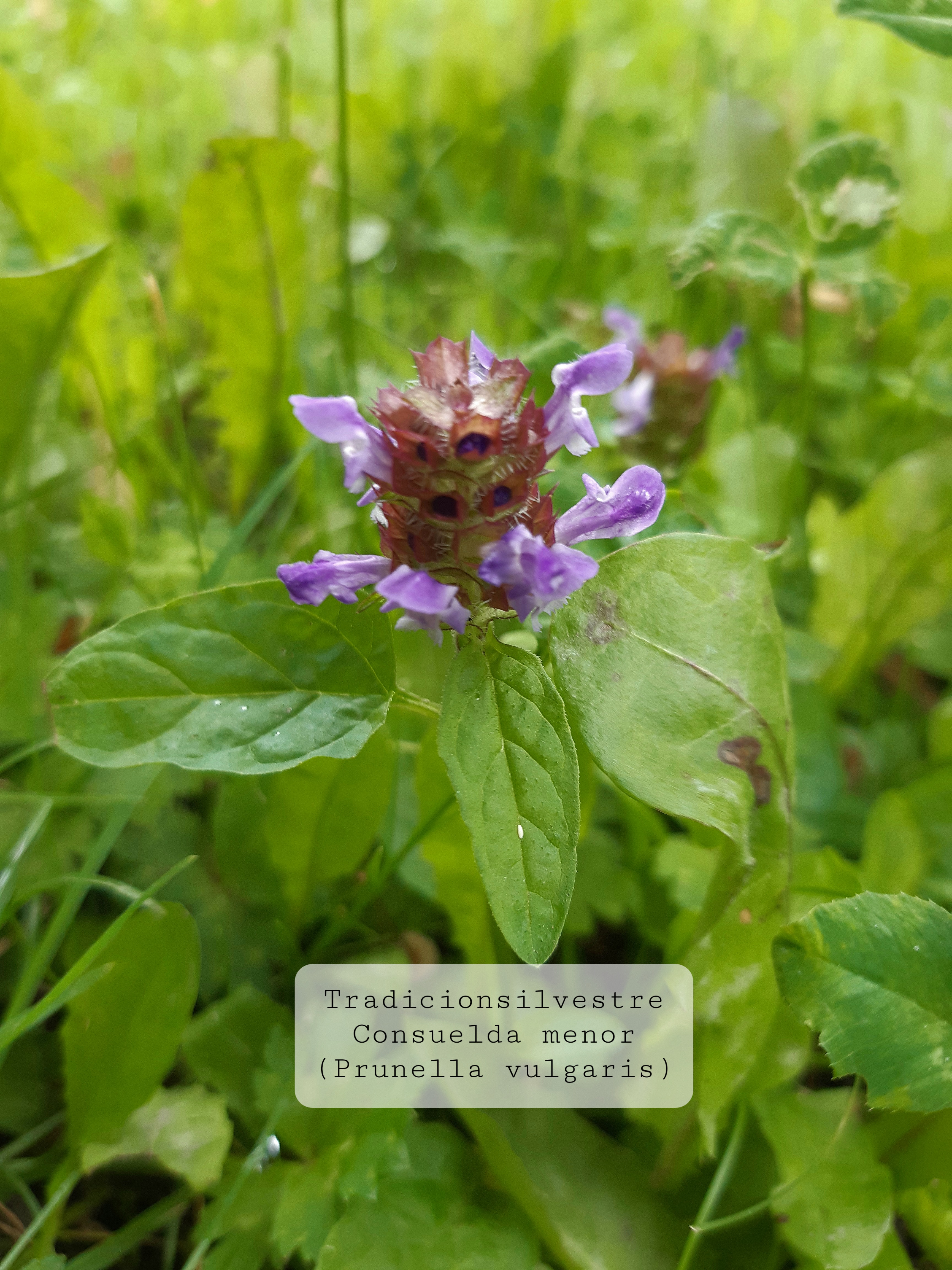 La consuelda menor. Propiedades medicinales – Tradicionsilvestre