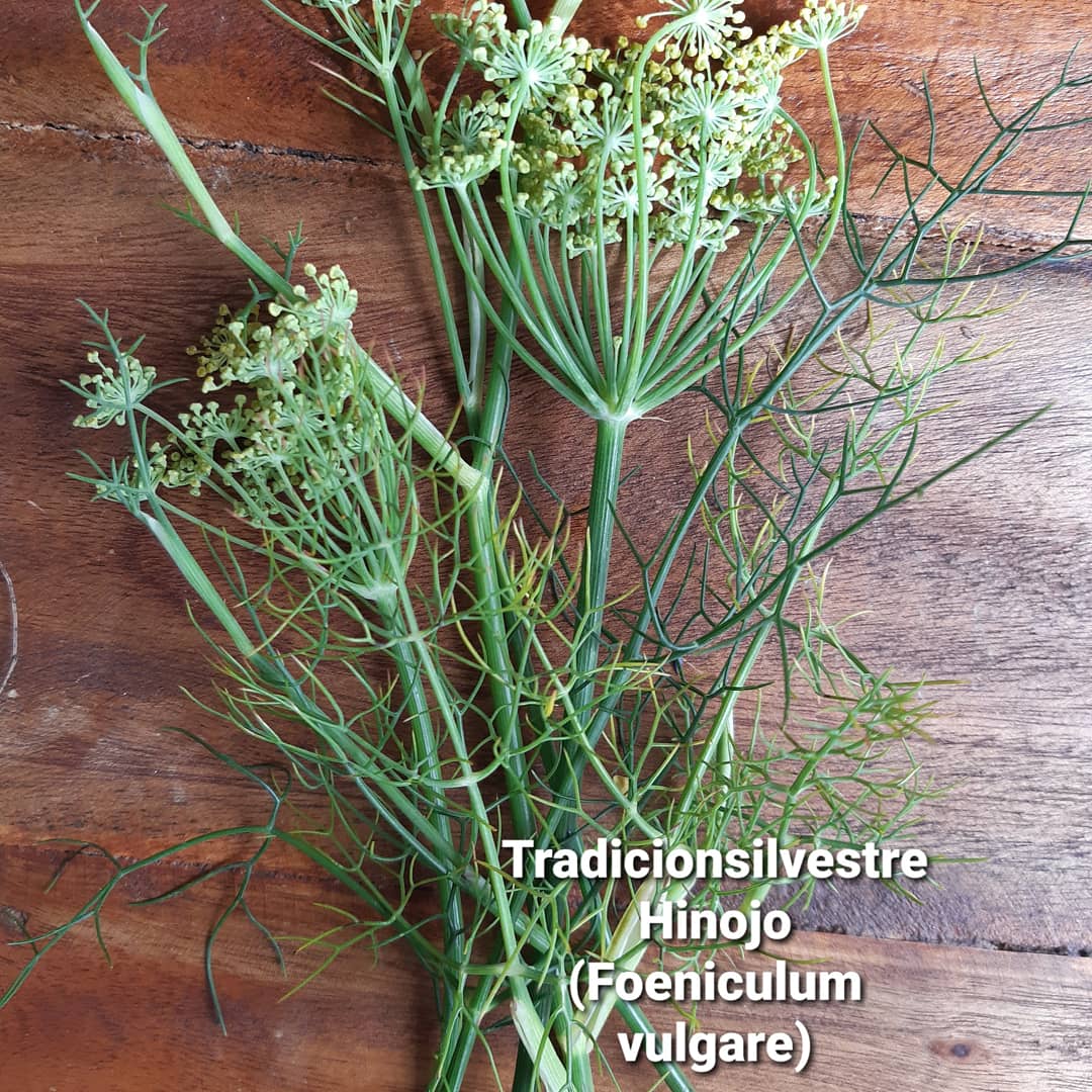 Hinojo (Foeniculum vulgare) – Tradicionsilvestre