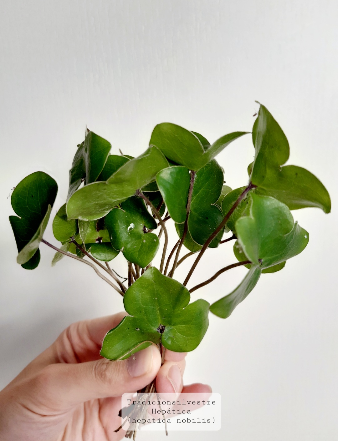 La hepática. Propiedades medicinales. – Tradicionsilvestre