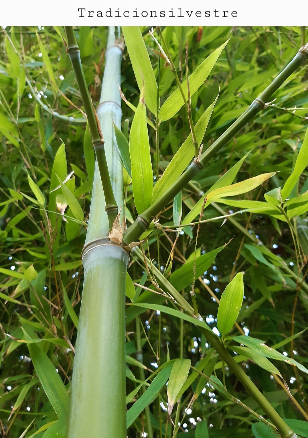 El bambú. Propiedades medicinales. – Tradicionsilvestre