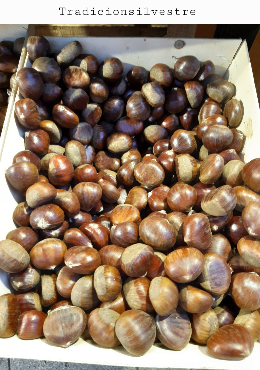 El castaño. Propiedades medicinales. – Tradicionsilvestre