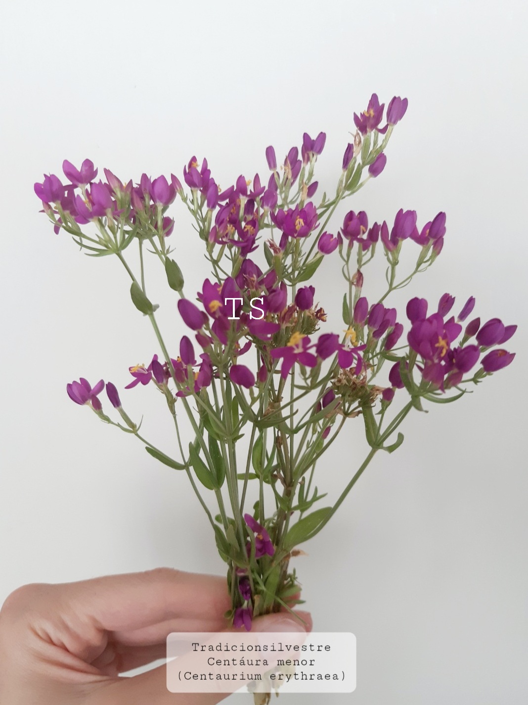 Centaura menor. Propiedades mediciales. – Tradicionsilvestre
