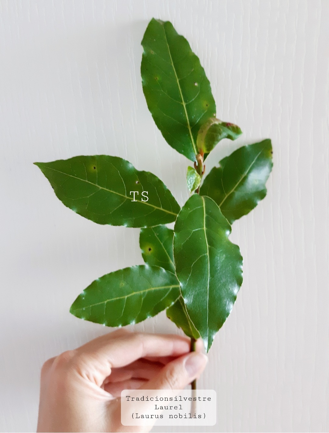 El laurel. Propiedades medicinales – Tradicionsilvestre