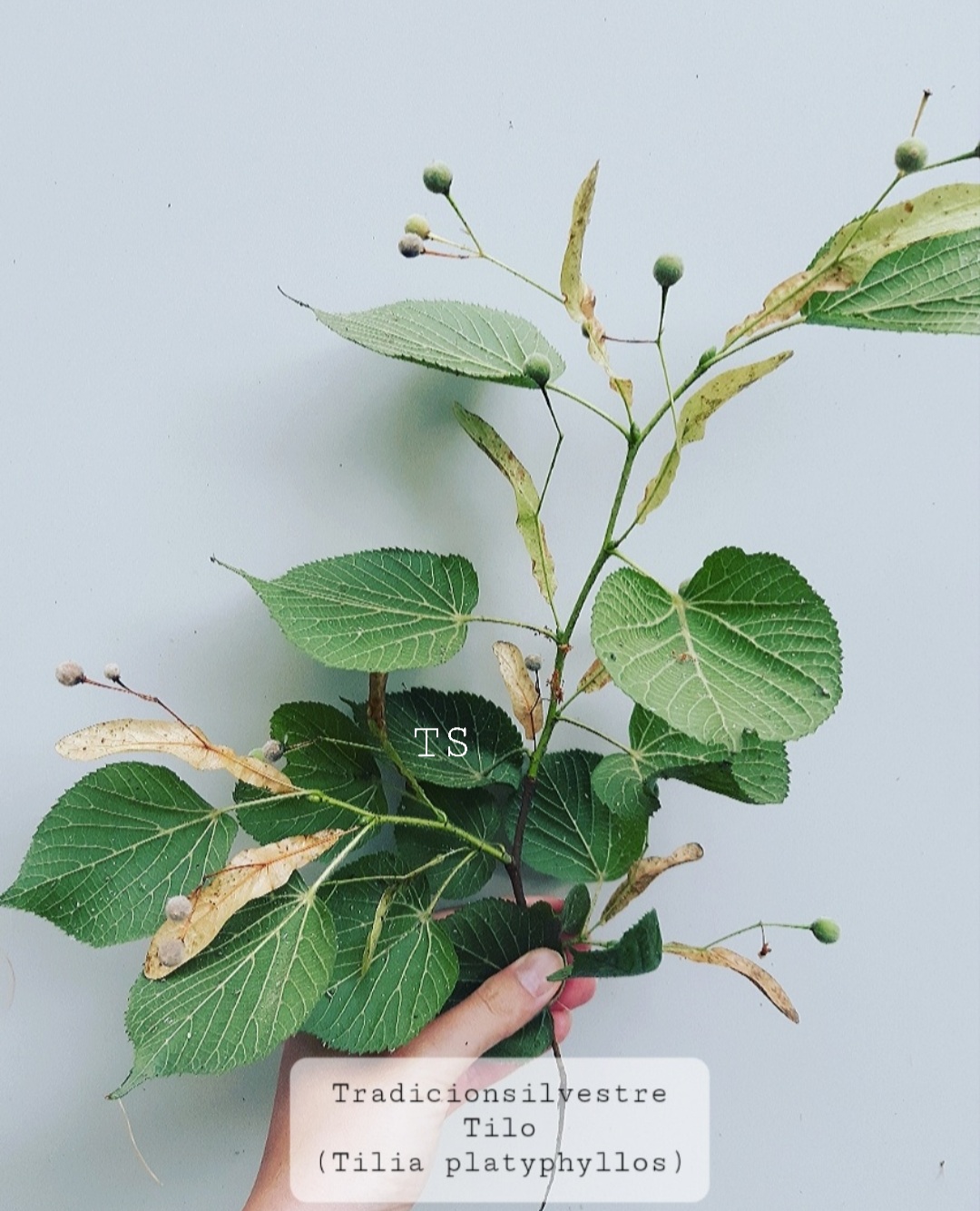 El árbol del tilo. Usos medicinales. – Tradicionsilvestre