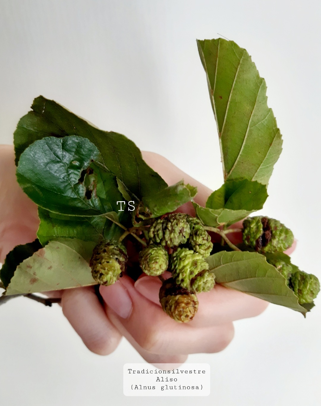 El aliso. Propiedades medicinales – Tradicionsilvestre