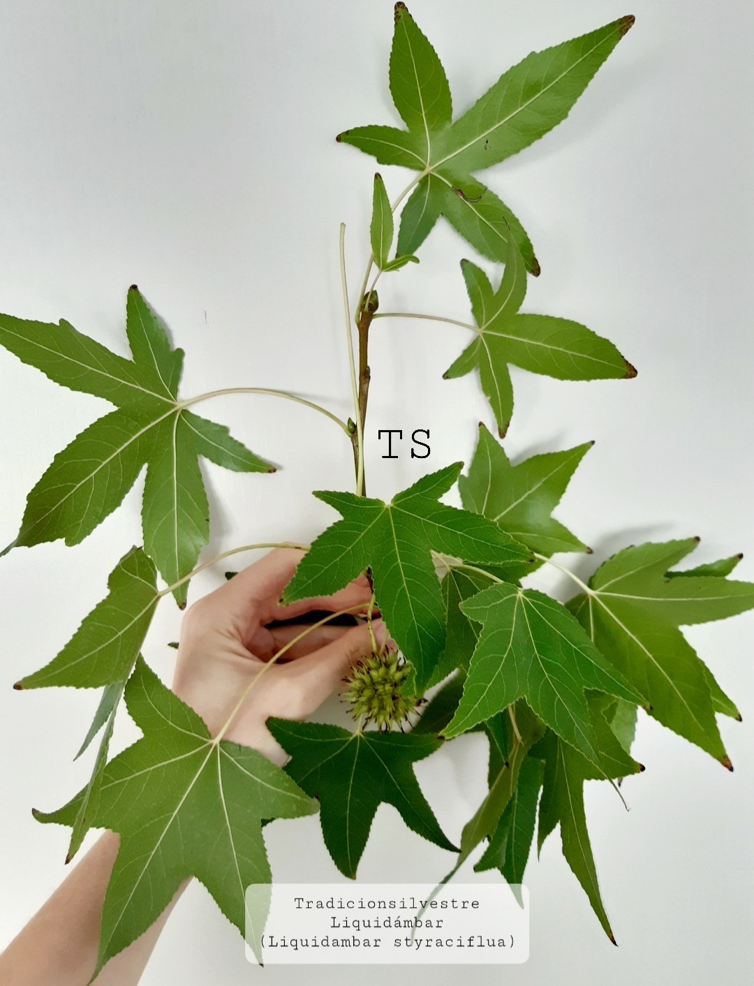 El estoraque, bálsamo styrax o aceite Liquidambar. – Tradicionsilvestre