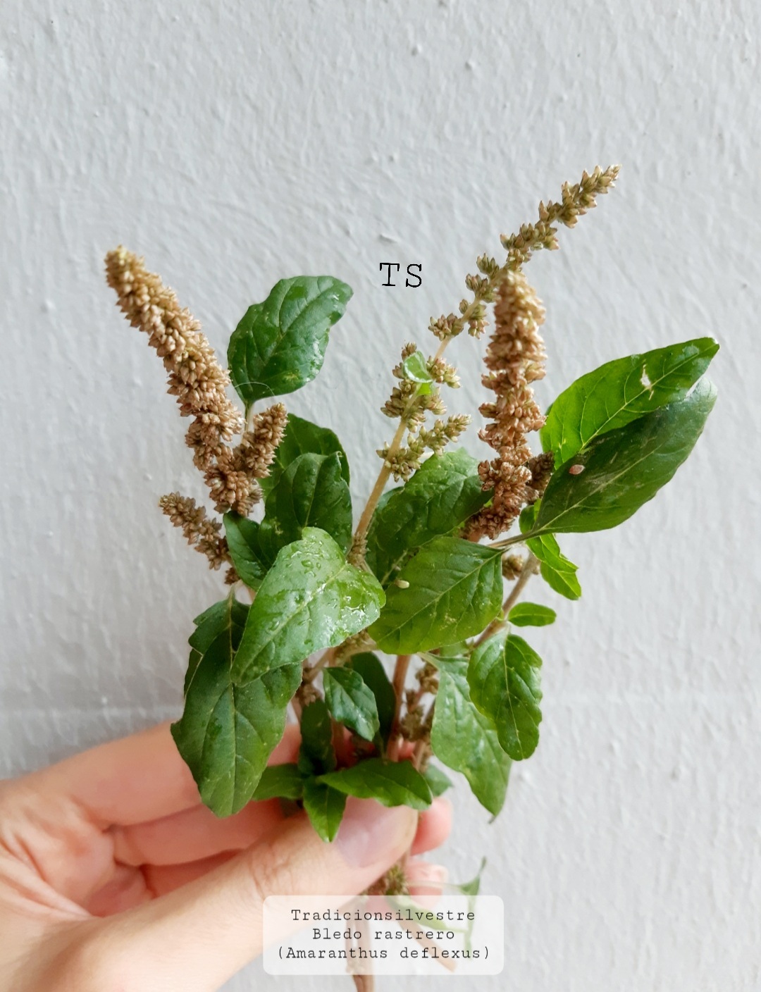 El bledo. Propiedades medicinales. – Tradicionsilvestre