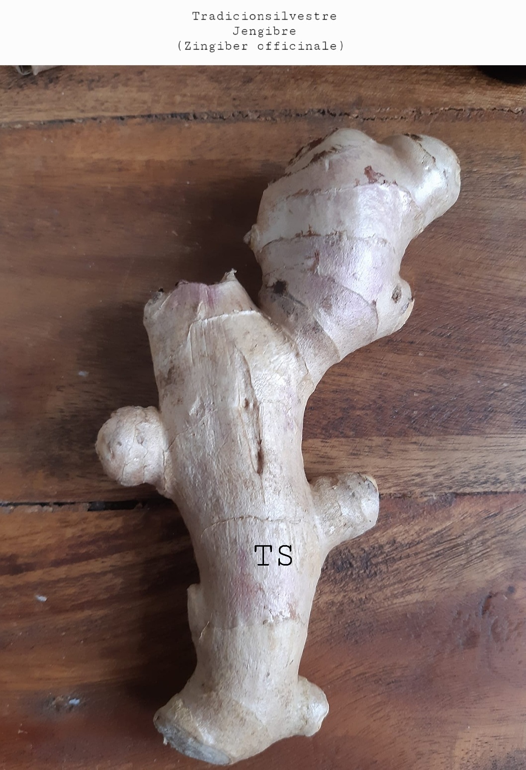 El jengibre. Propiedades medicinales – Tradicionsilvestre