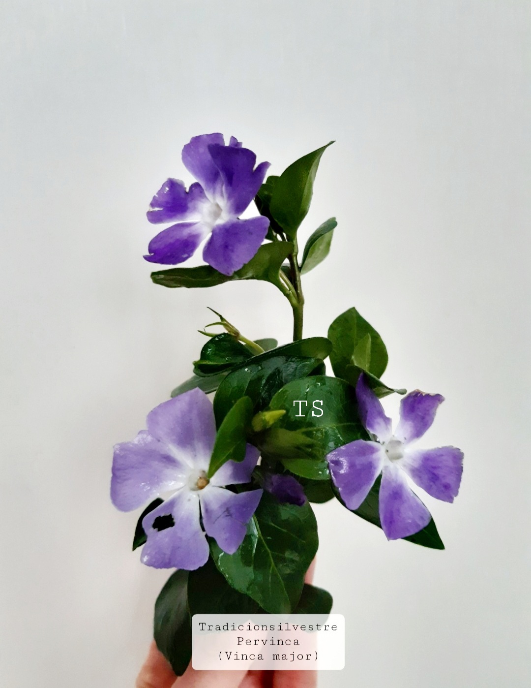 La vinca. Propiedades medicinales. – Tradicionsilvestre