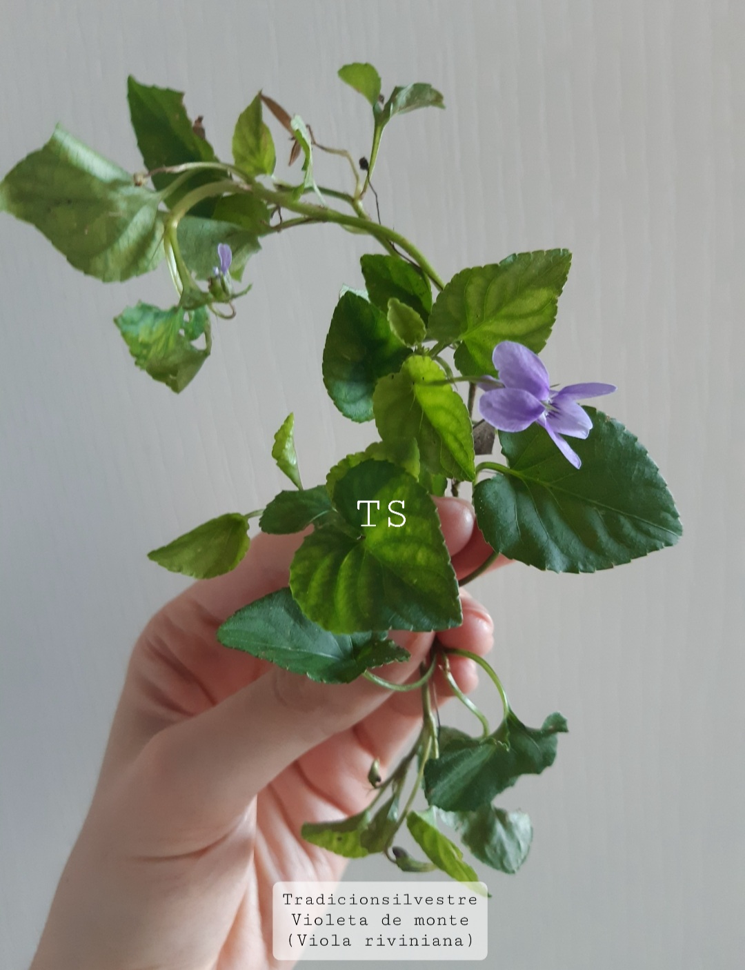 La violeta. Propiedades medicinales. – Tradicionsilvestre