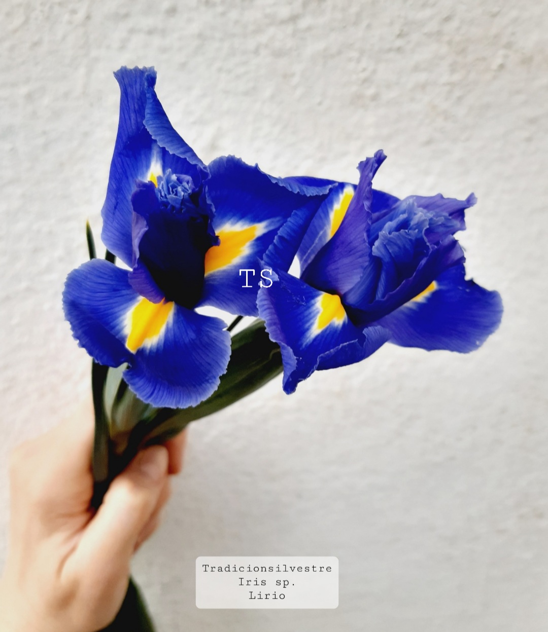 El lirio (Iris sp.). Usos medicinales. – Tradicionsilvestre