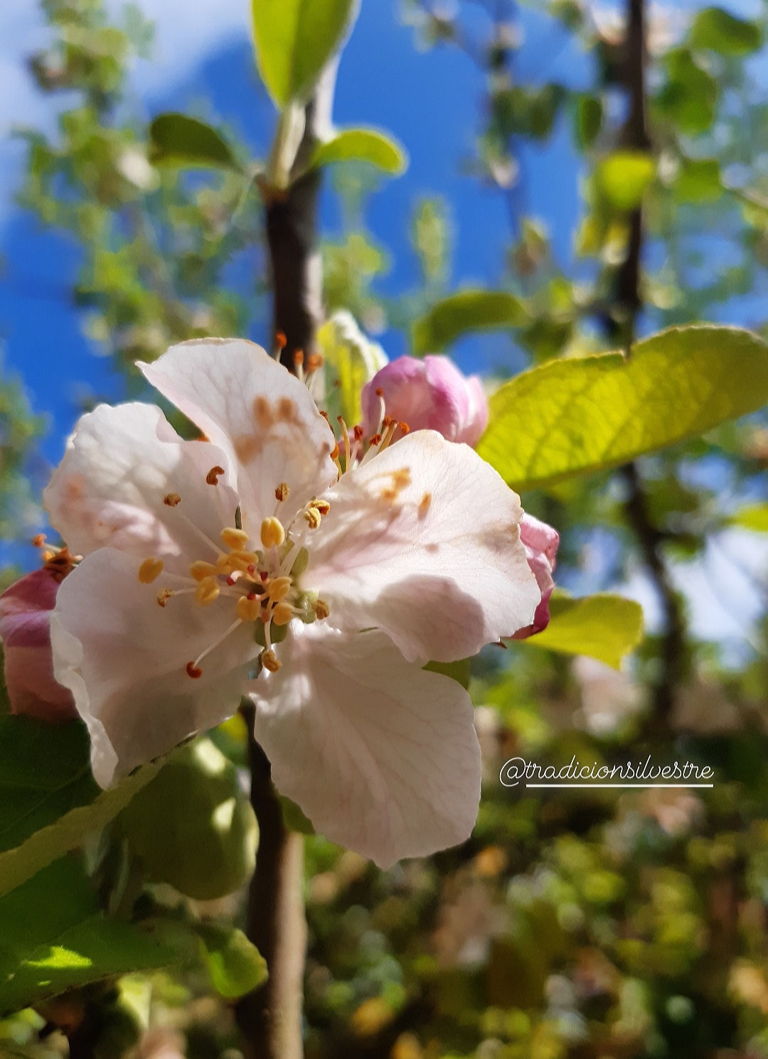 Las flores del manzano. – Tradicionsilvestre