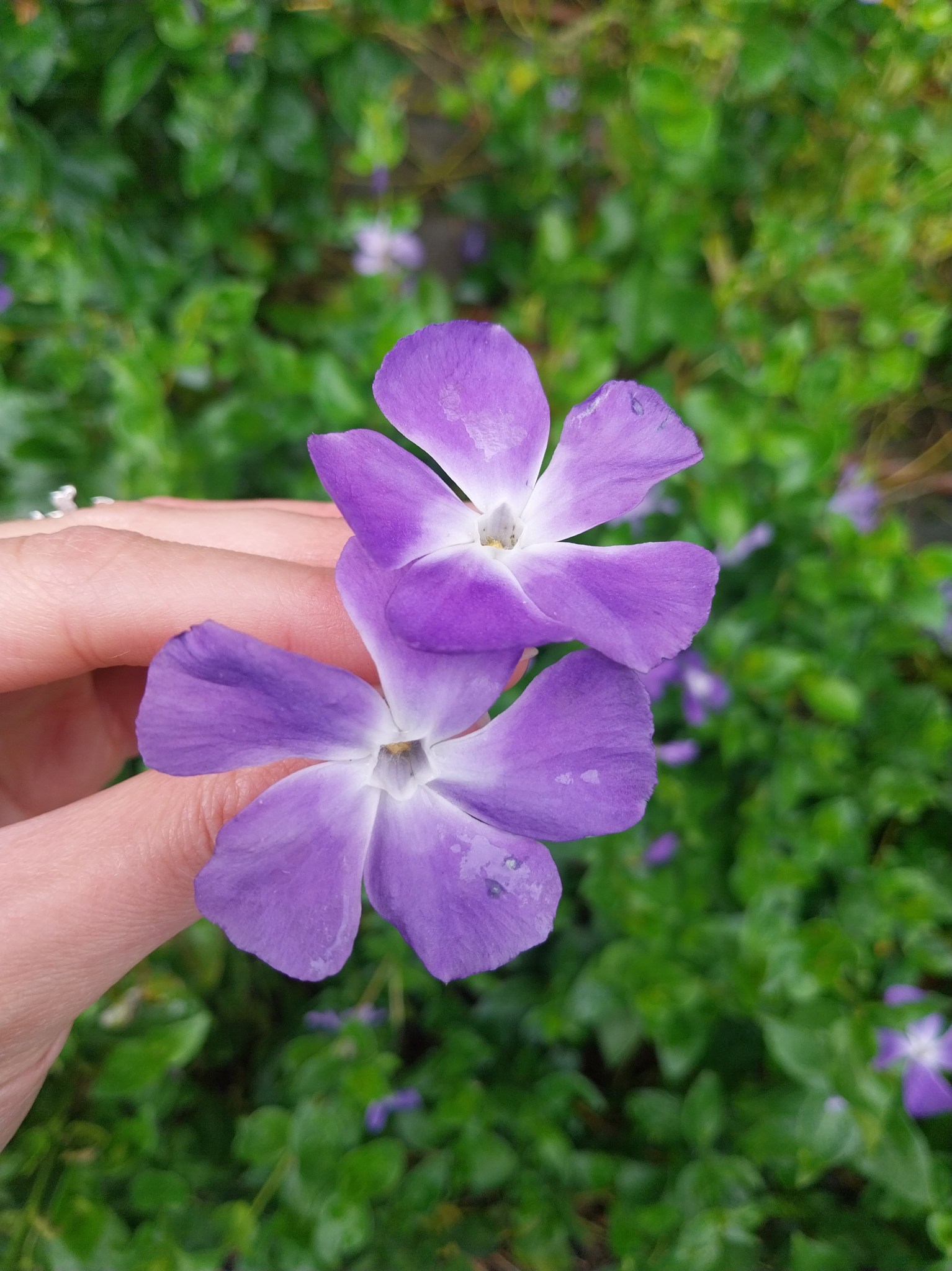 La vinca. Usos tradicionales y medicinales – Tradicionsilvestre